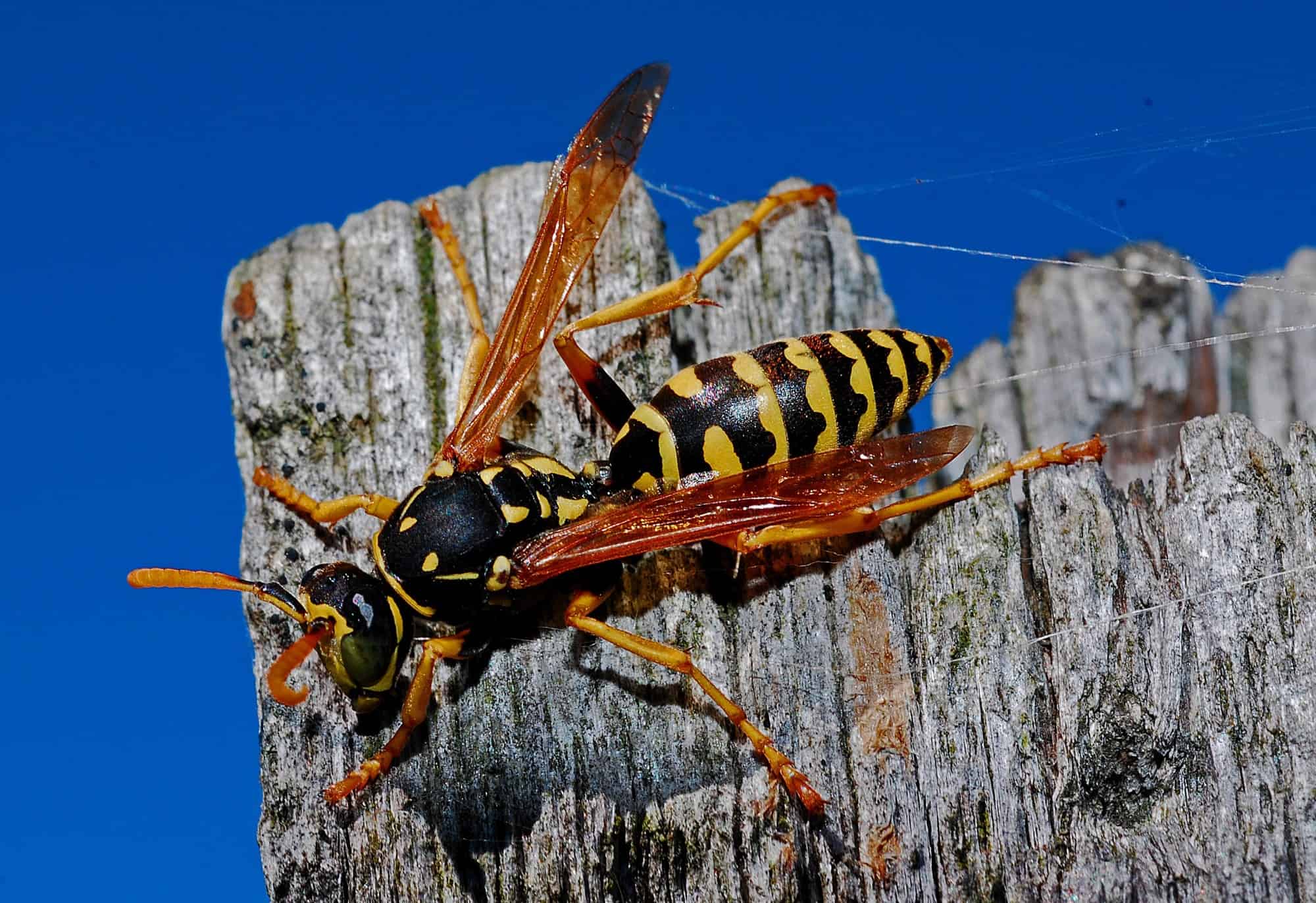 Wasp vs Yellow Jacket: How to Spot the Difference • Home Tipsor