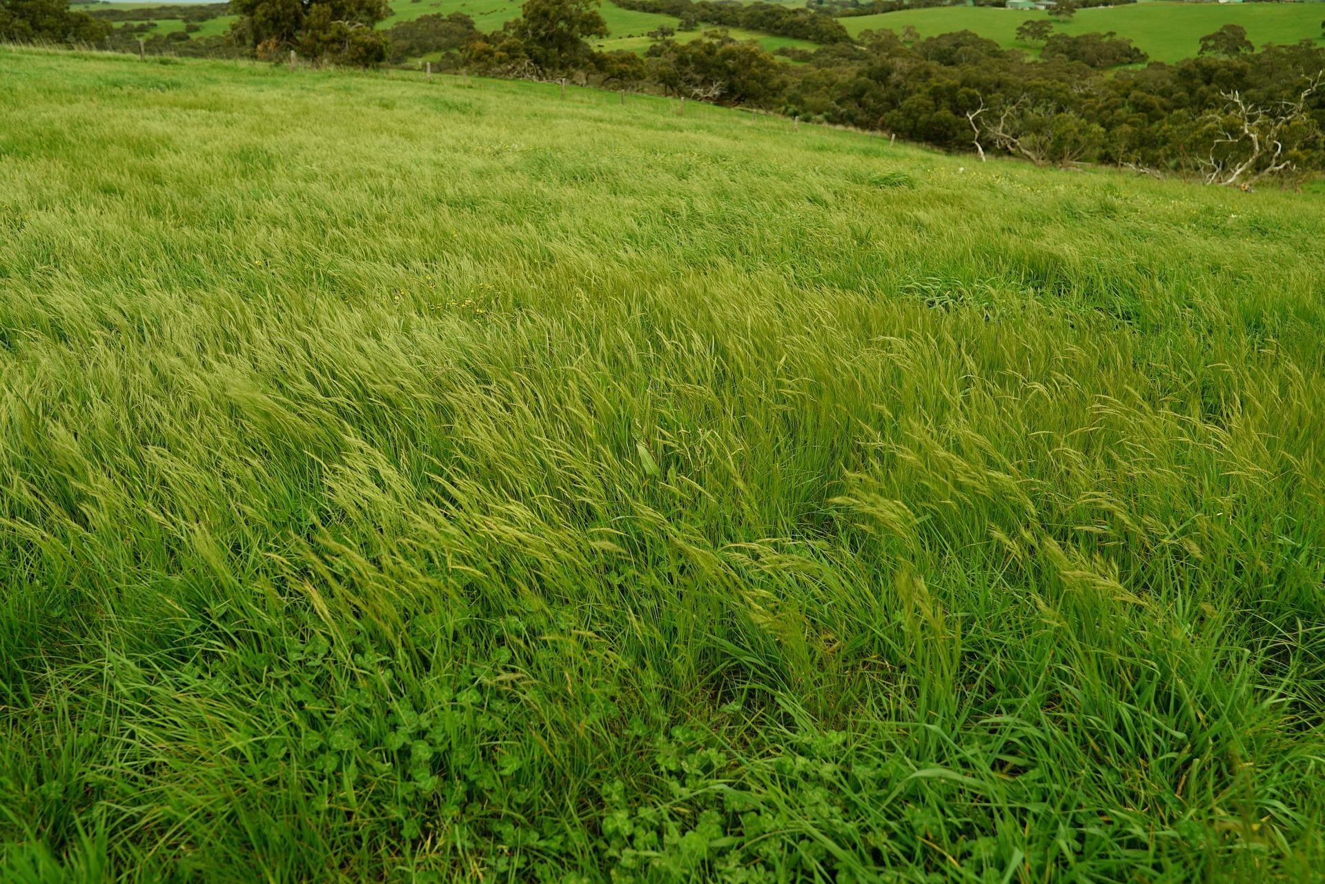 What to Do With Really Tall Lawn Grass • Home Tipsor